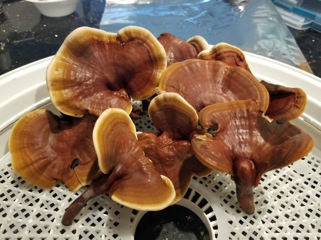 Medicinal Mushrooms Freshly Fermented